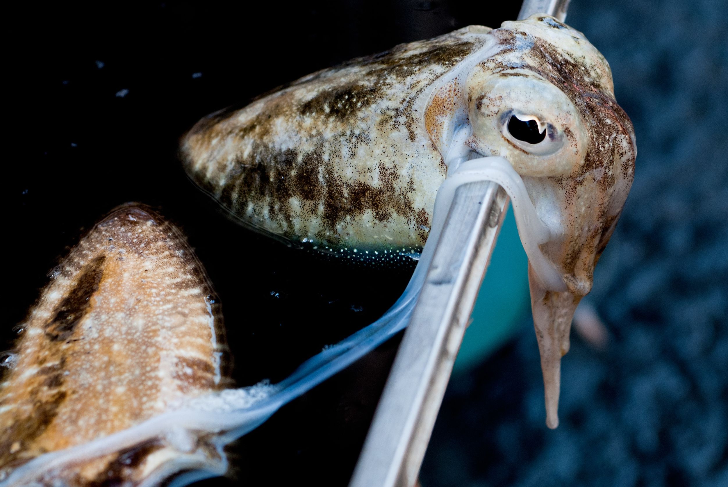 Cuttlefish Mouth